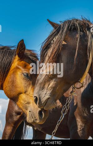 A vertical shot of a beautiful brown horse in a farm Stock Photo - Alamy