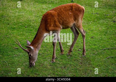 Small deer grazing in a green meadow Stock Photo - Alamy
