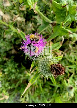 beautiful pink flowers of the Common centaury (Centaurium erythraea ...