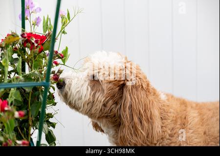 Dog smelling roses Stock Photo - Alamy