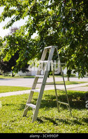 cherry tree in the summer Stock Photo - Alamy