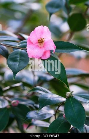 Single pink Camellia japonica 'Cornish Spring' in flower Stock Photo ...
