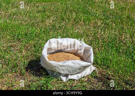 Burlap sack filled with raw wheat grains Stock Photo - Alamy
