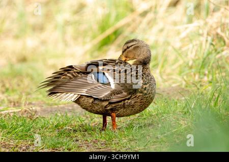 Wildlife Photograph Of A Mallard Bird Cleaning Its Feathers Stock Photo ...
