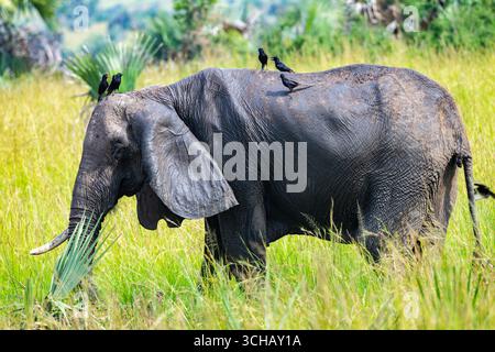 Piapiacs (Ptilostomus afer) riding on the back of an African Elephant ...