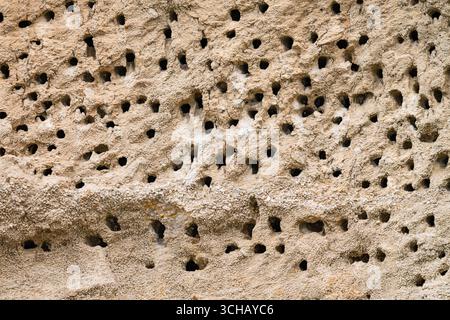 Bee-eaters nesting in a river bank. Many birds sits outside their ...