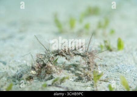 Neck crab walking on sandy ocean floor Stock Photo - Alamy
