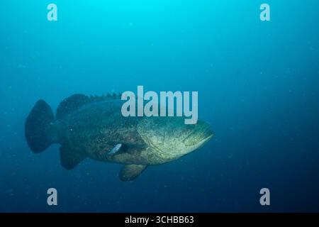 Goliath grouper swimming in blue water Stock Photo - Alamy