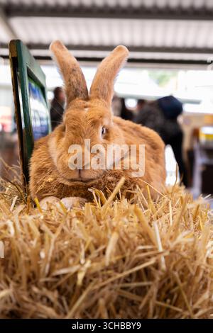 domestic rabbit lying in straw basket with painted easter eggs Stock ...