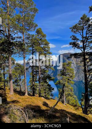 The Norwegian pine fjords Stock Photo - Alamy