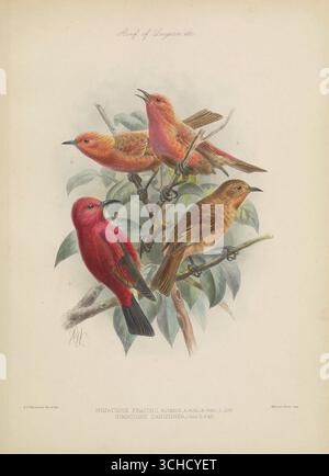 Apapane, Himatione sanguinea sanguinea, Hawaiian Honeycreeper Stock ...
