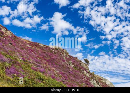 Heather moorland on gowbarrow Fell above Ullswater, Lake District, UK ...