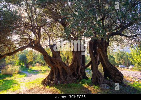 Majestic ancient olive trees in a sunny Greek landscape of Crete Stock ...