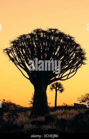 Silhouette quiver tree landscape at sunset Keetmanshoop, Namibia Stock ...