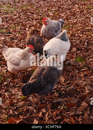 Free range chicken hens and cockerels on a small holding - autumn ...