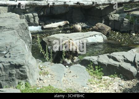 Amber the Grizzly Bear in enclosure at Central Park Zoo, New York City ...