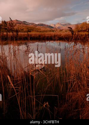 A Mute Swan on the River Brathay, Ambleside, Lake District, UK Stock ...