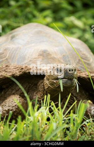 A Galapagos giant tortoise (Chelonoidis spp) in Urbina Bay, Isabela ...