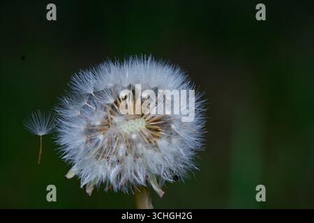 A cluster of common dandelion Taraxacum officinale featuring yellow ...