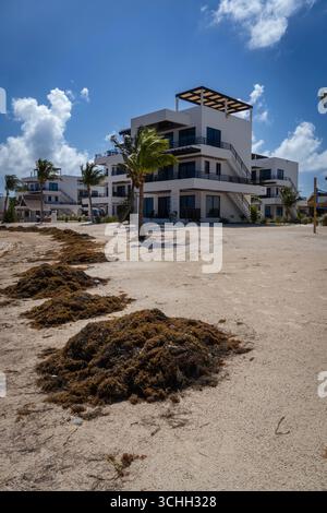 Sargassum seaweed piled on beach, Ambergris Caye Belize Stock Photo - Alamy