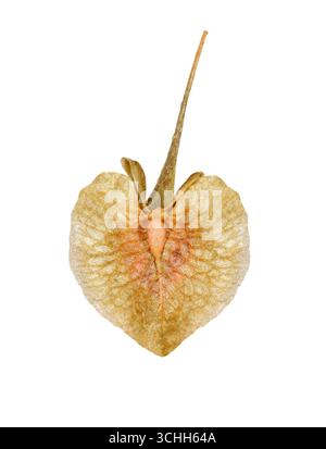 Patience Dock (Rumex patientia Stock Photo - Alamy