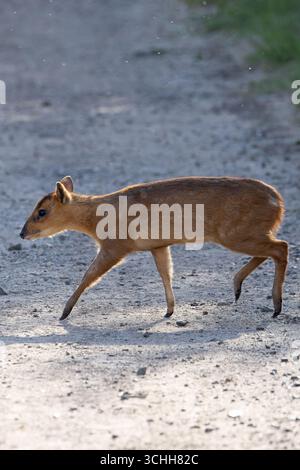 Reeves's Muntjac (Muntiacus reevesi) Suffolk May 2025 Stock Photo - Alamy