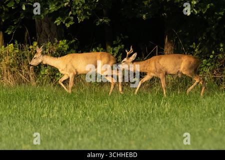 Starker Rehbock treibt Ricke im Wald und Feld Rehbock treibt Ricke ...