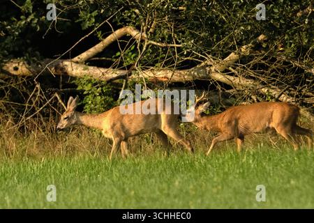 Starker Rehbock treibt Ricke im Wald und Feld Rehbock treibt Ricke ...