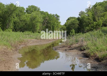 trees reflected in placid shallow creek between muddy grassy banks ...