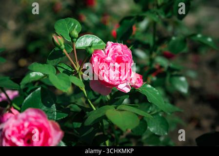 Closeup shot of a delicate Floribunda garden rose in the sunshine Stock ...