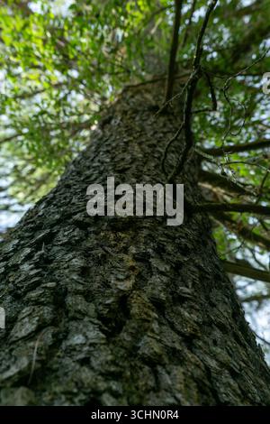 A low angle of a rising tree trunk with branches and golden autumn ...
