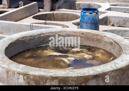 Typical leather tannerie in Marrakesh, Morocco with vats for tanning ...