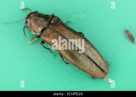 Emerald Ash Borer (Agrilus planipennis) - Female Stock Photo - Alamy