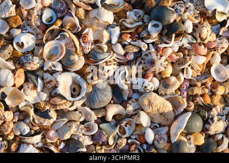 A variety of multi-coloured shells and pieces of rock on the beach at ...