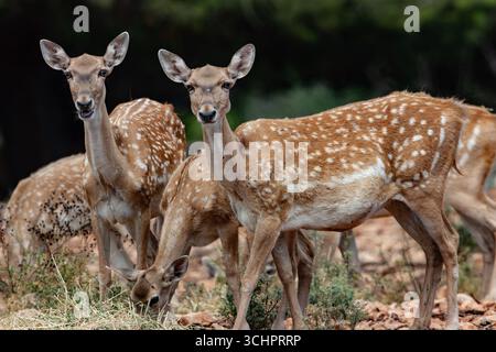 Female Persian Fallow Deer walking in the woodland on Mount Carmel ...