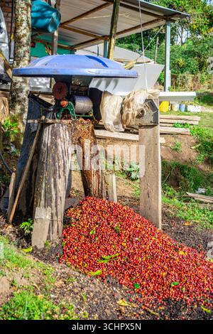 Coffee cherries in a vintage manual coffee bean depulper on a small ...