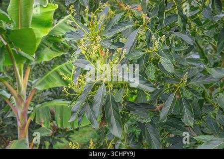Lush avocado tree branches with fresh green leaves and fruits, set ...