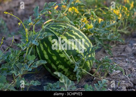 Ripe sweet watermelon in farmer's hand - Citrullus lanatus Stock Photo ...