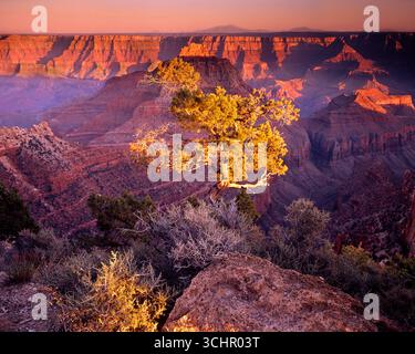 Morning Mood, Grand Canyon North Rim, Toroweap Point, Arizona, USA ...
