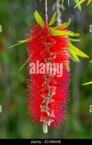 The colorful inflorescence of a Bottlebrush tree at the equator park in ...