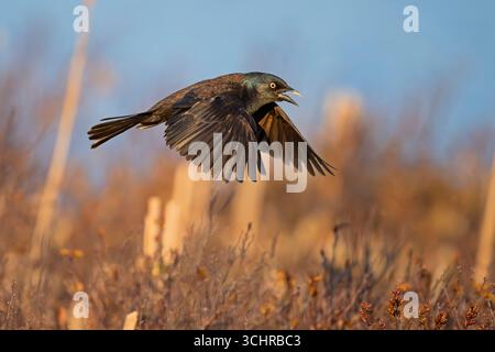 Common Grackle (Quiscalus quiscula). April in Acadia National Park ...