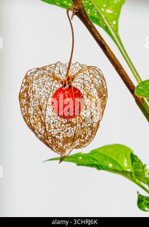 Alkekengi officinarum fruit with the red husk. the bladder cherry ...