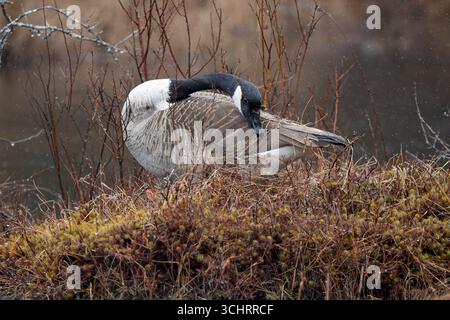 A female Canada goose in her nest hatching eggs with her goslings under ...