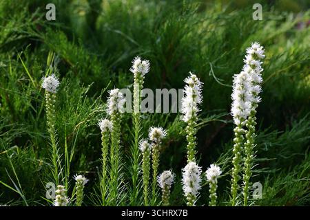 Liatris spicata Alba - belongs to the genus Liatris of the Asteraceae ...