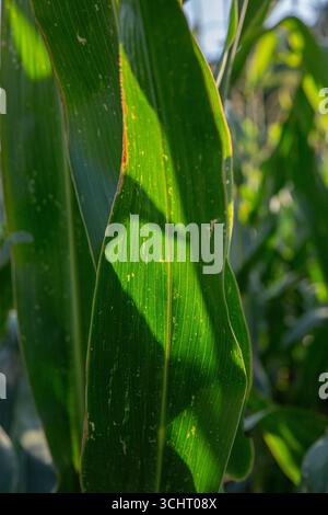 Green corn illuminated by sunlight, a field with green corn in sunny ...