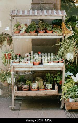 various types of succulent in flower pots in the greenhouse. Closeup ...