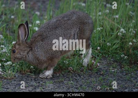 Large hind feet of this snowshoe hare (Lepus americanus) are evident as ...