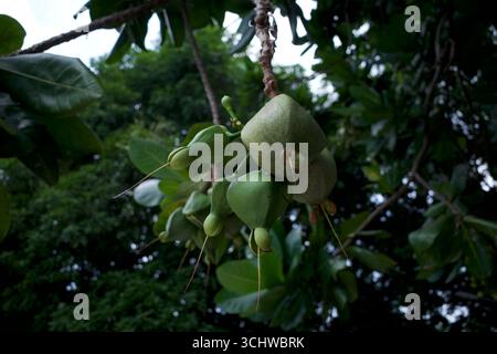 Keben, Barringtonia asiatica fruits, fish poison tree, sea poison tree ...