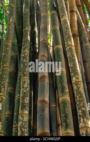 National park Horto Florestal. Sao Paulo, Brazil. September 2, 2025 ...