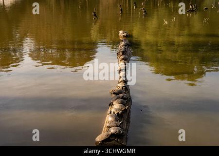 National park Horto Florestal. Sao Paulo, Brazil. September 7, 2025 ...